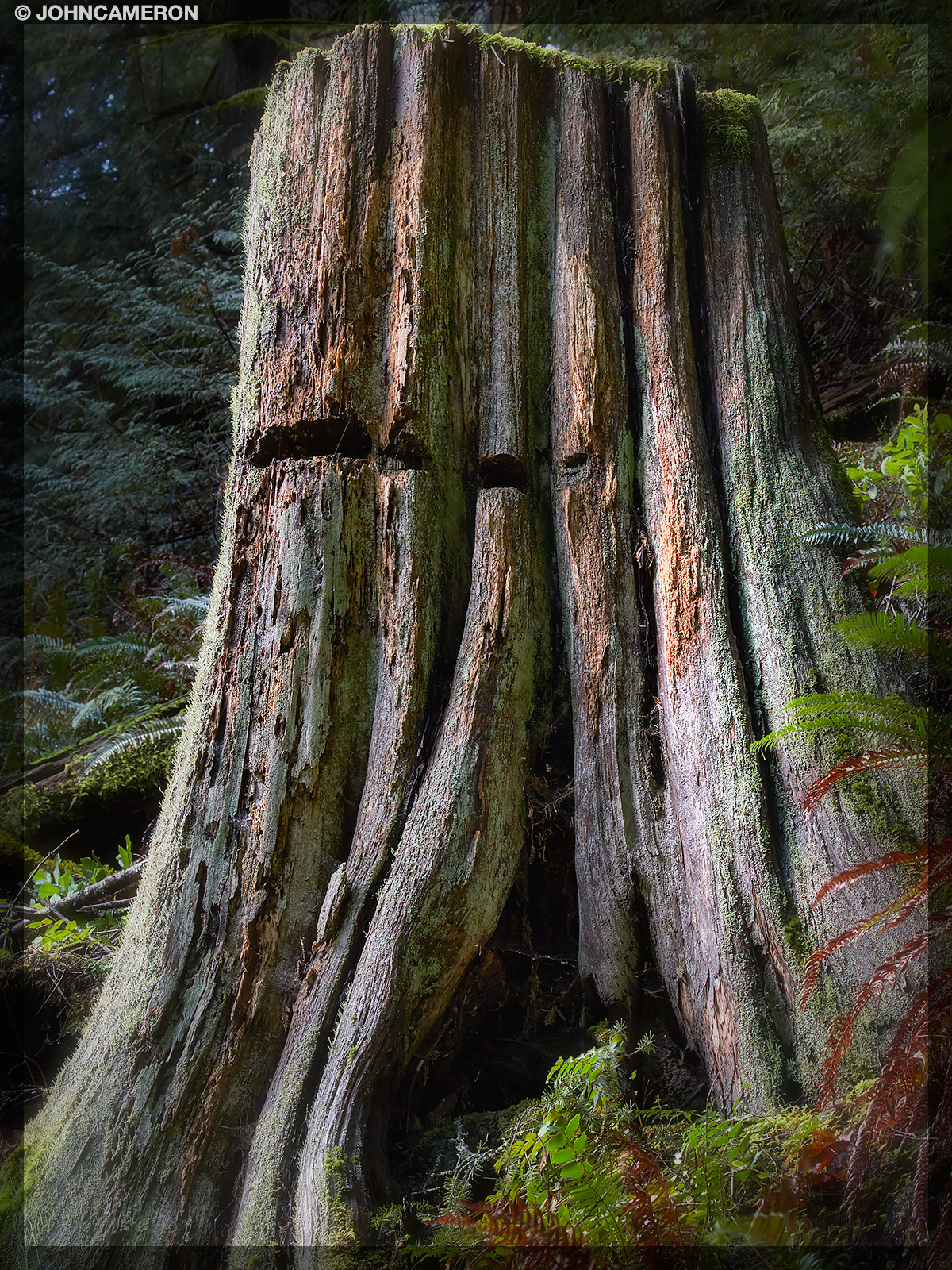Salt Spring Springboard Stump